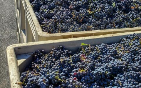 About | Rutherford Wine Company - Sustainable Wines from California
