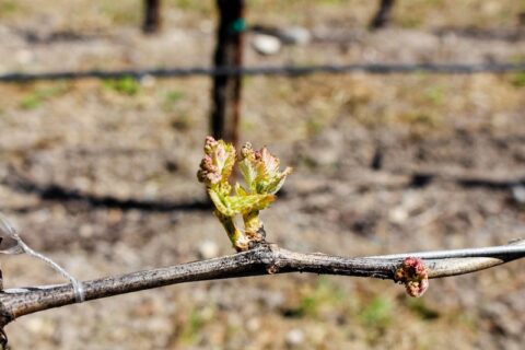 About | Rutherford Wine Company - Sustainable Wines from California